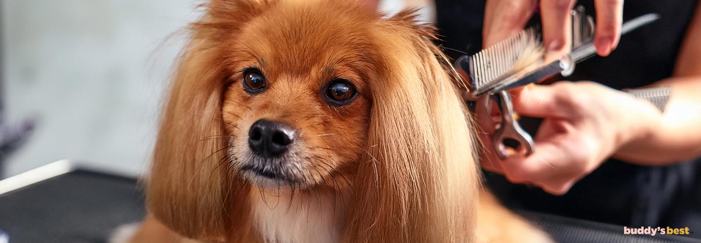 Ultimate Guide to Dog Grooming: Tips, Tools, and Techniques for Every ...